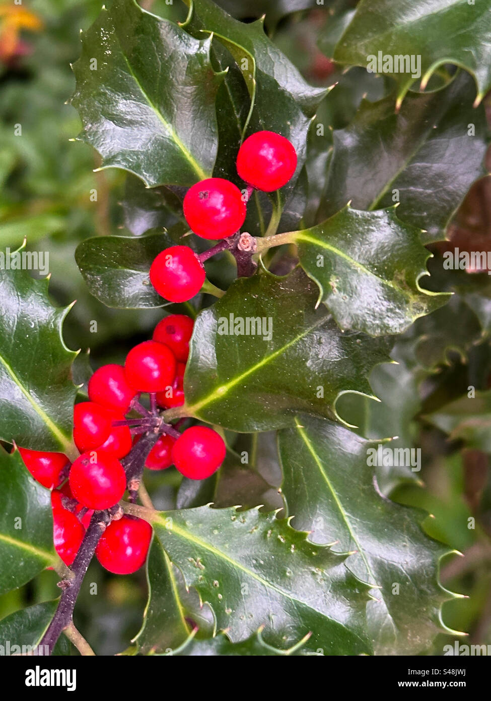 Holly leaves vertical hi-res stock photography and images - Alamy