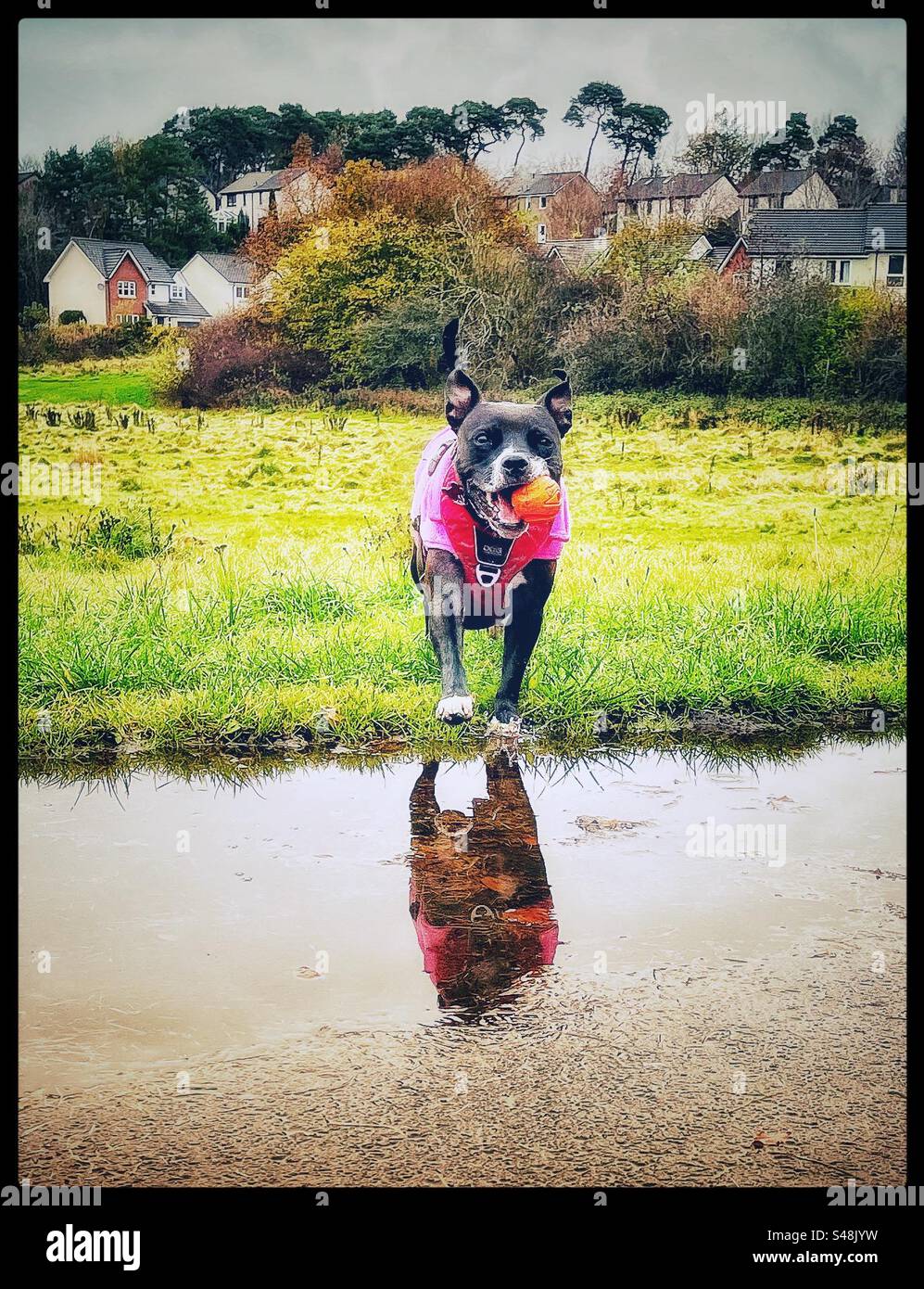 Happy Staffy dog running beside a puddle on a rainy day Stock Photo - Alamy