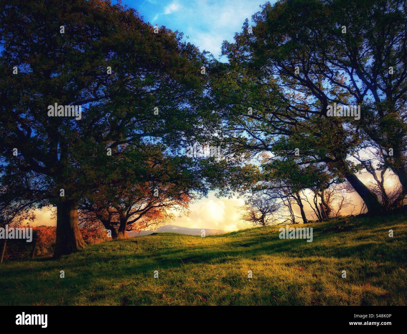 Trees converging on North Wales hillside.November Autumn colours Stock ...