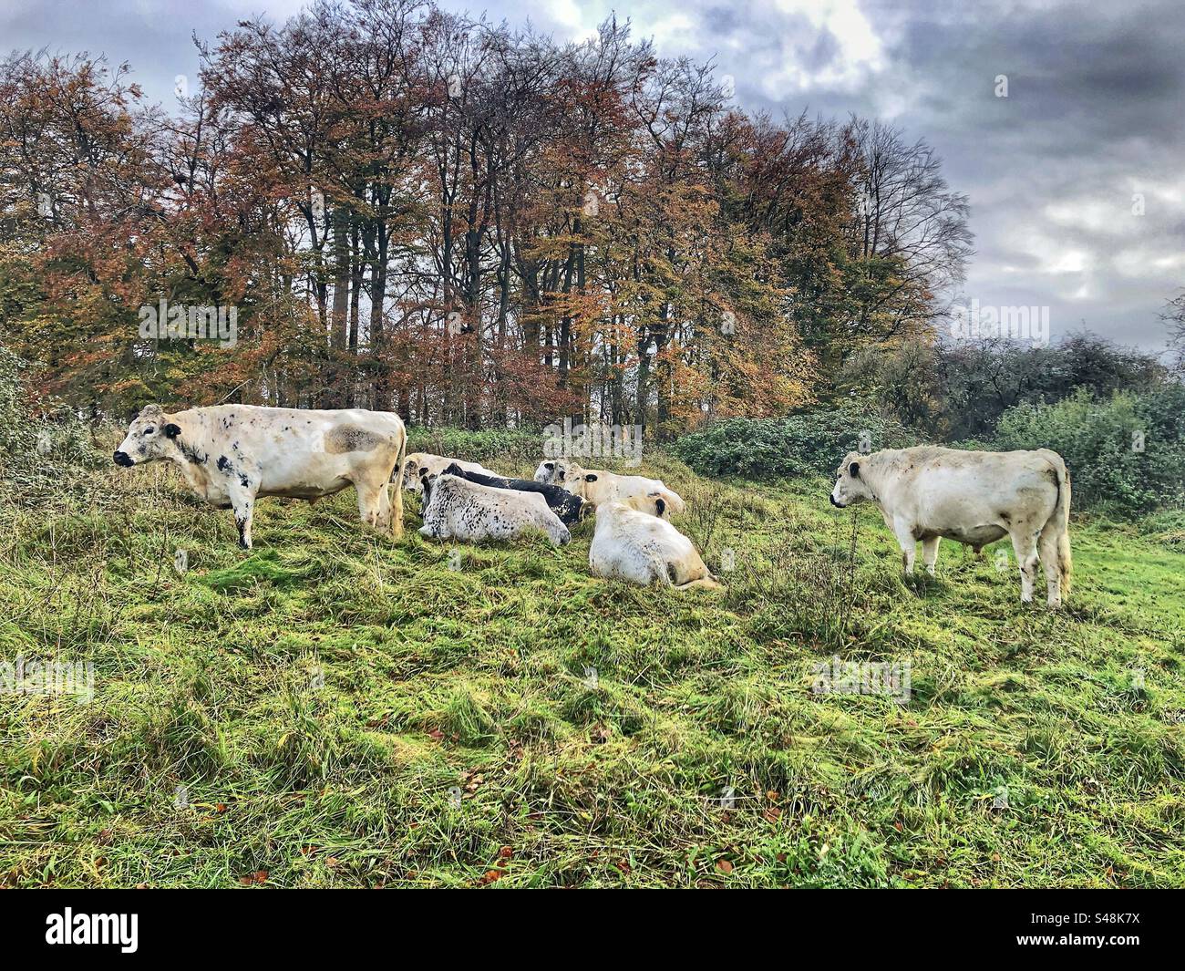 British white cattle hi-res stock photography and images - Alamy