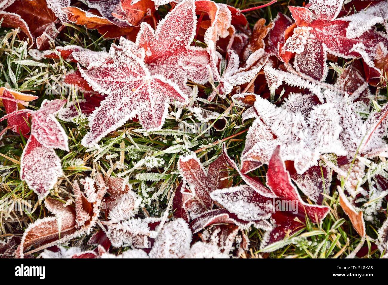 Frosted autumn leaves hi-res stock photography and images - Alamy