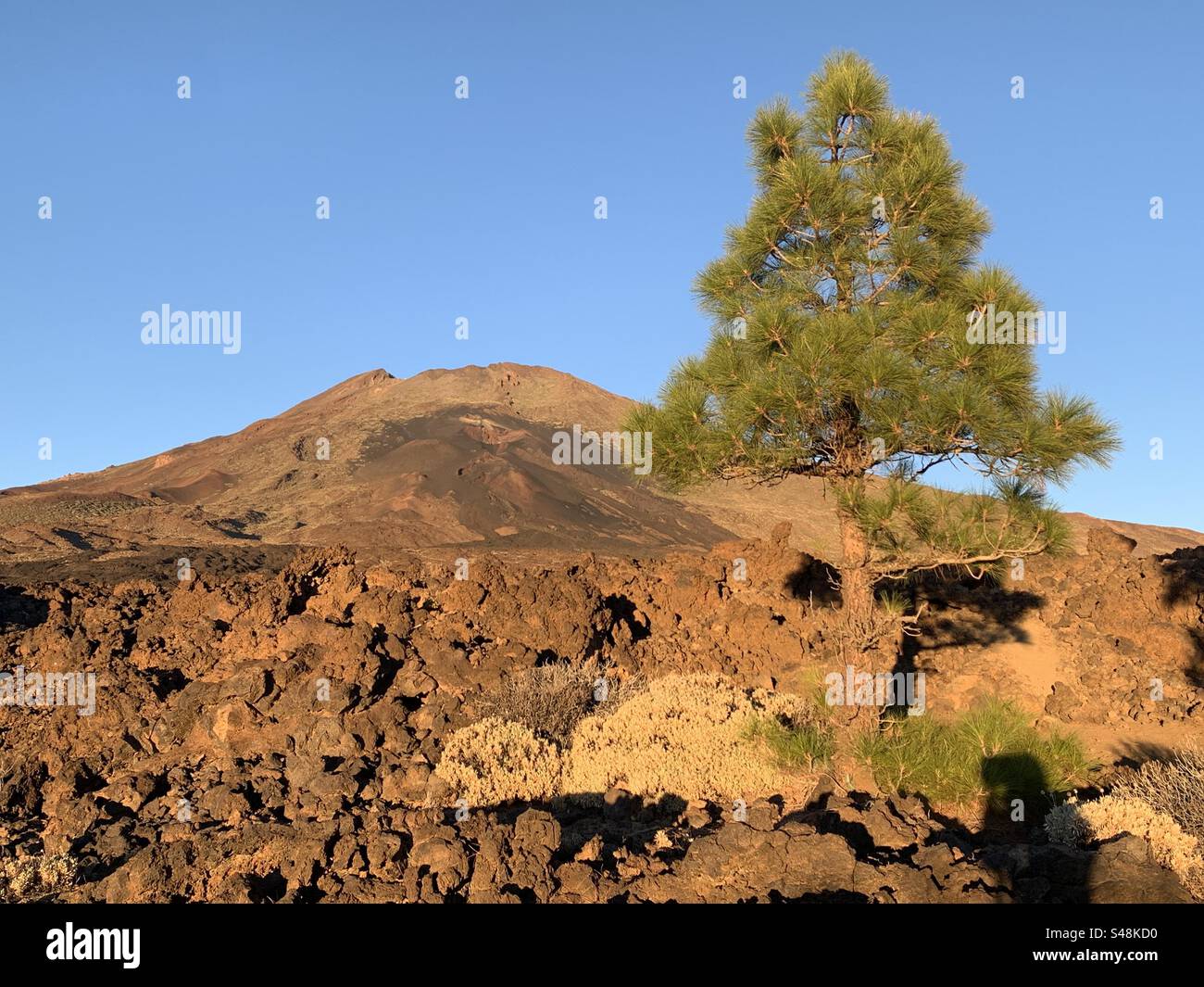 Mount Teide with pine tree Tenerife Stock Photo - Alamy