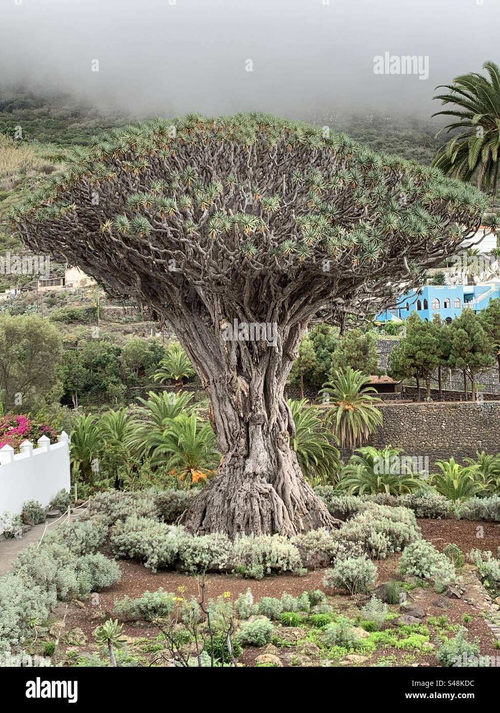 Thousand year old tree hi-res stock photography and images - Alamy