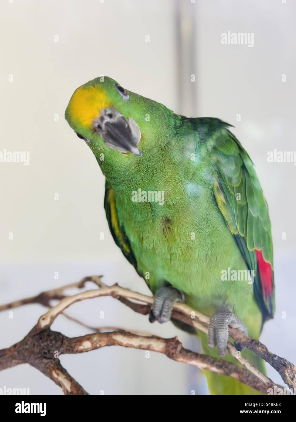 Posing parrot hi-res stock photography and images - Alamy