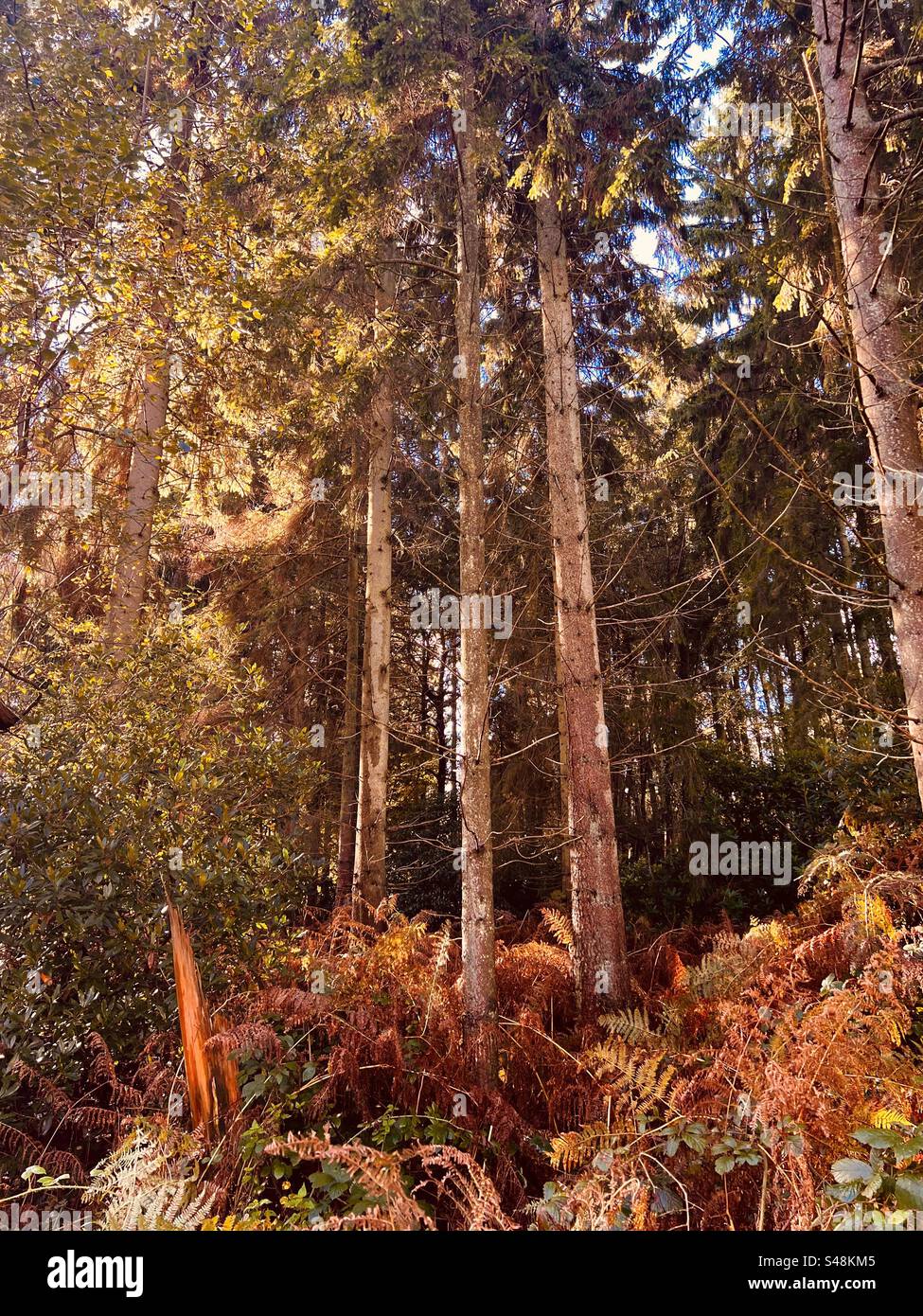 Tall autumnal trees hi-res stock photography and images - Alamy