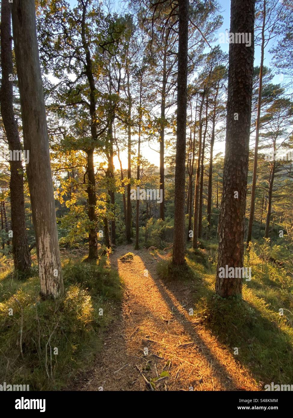 Norwegian pine hi-res stock photography and images - Alamy