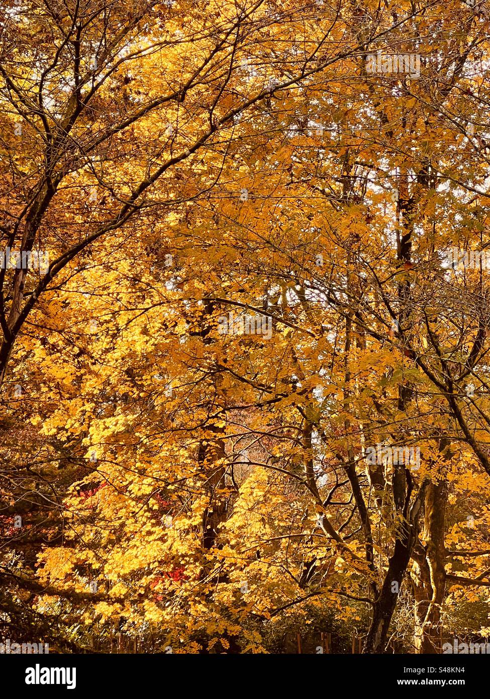 Beautiful golden yellow leaves and trees in autumn like Lorien from ...