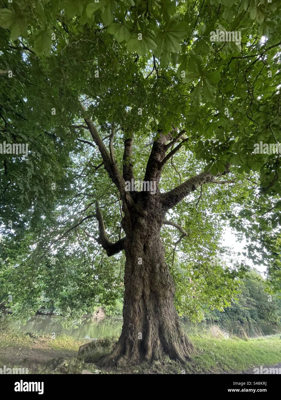 Vegan tree hi-res stock photography and images - Alamy