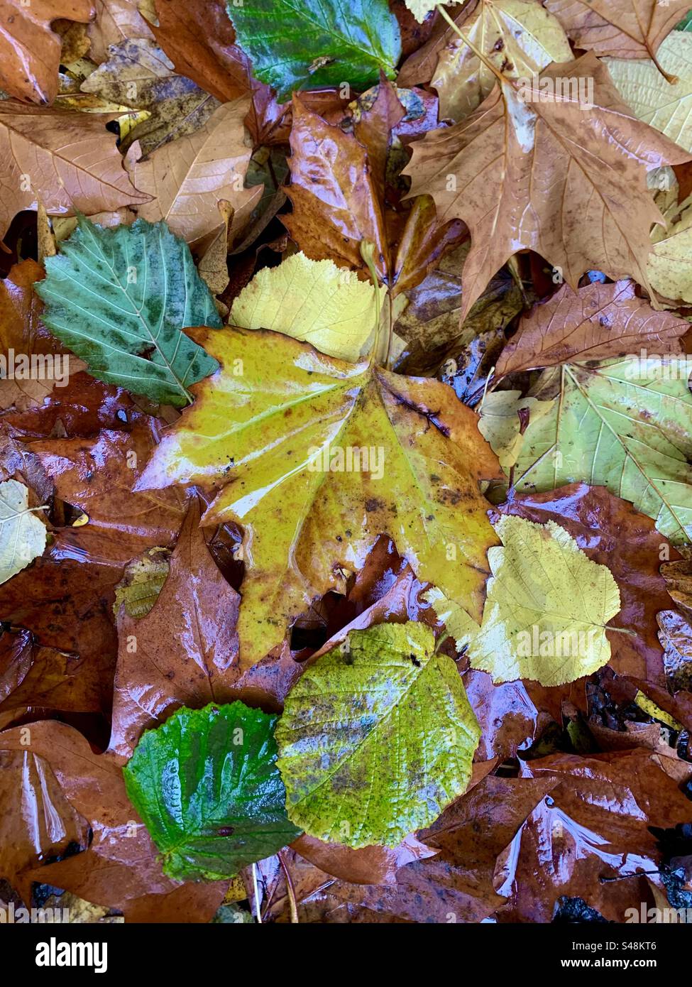 Wet colourful autumn leaves on ground Stock Photo - Alamy