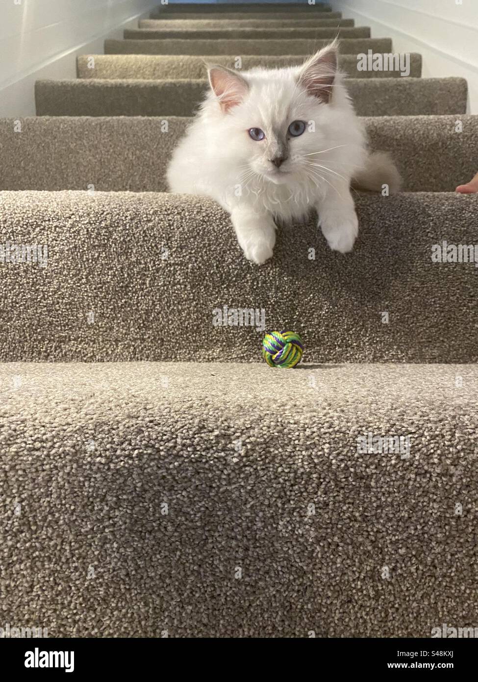 Ragdoll on the stairs Stock Photo - Alamy