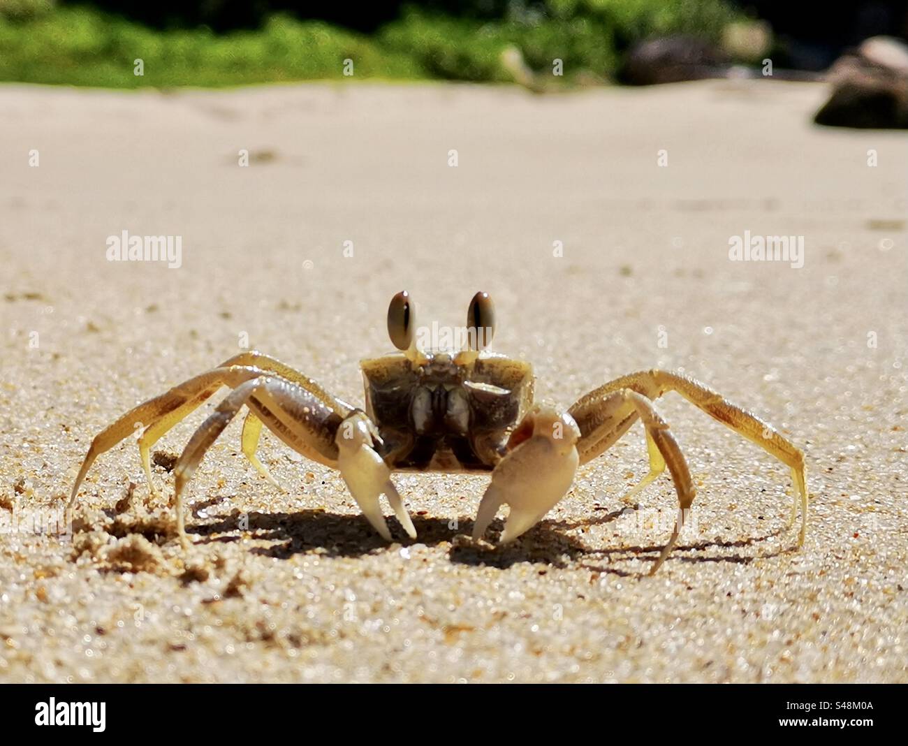 A curious and friendly crab on Sham Wan beach on Lamma Island in Hong ...