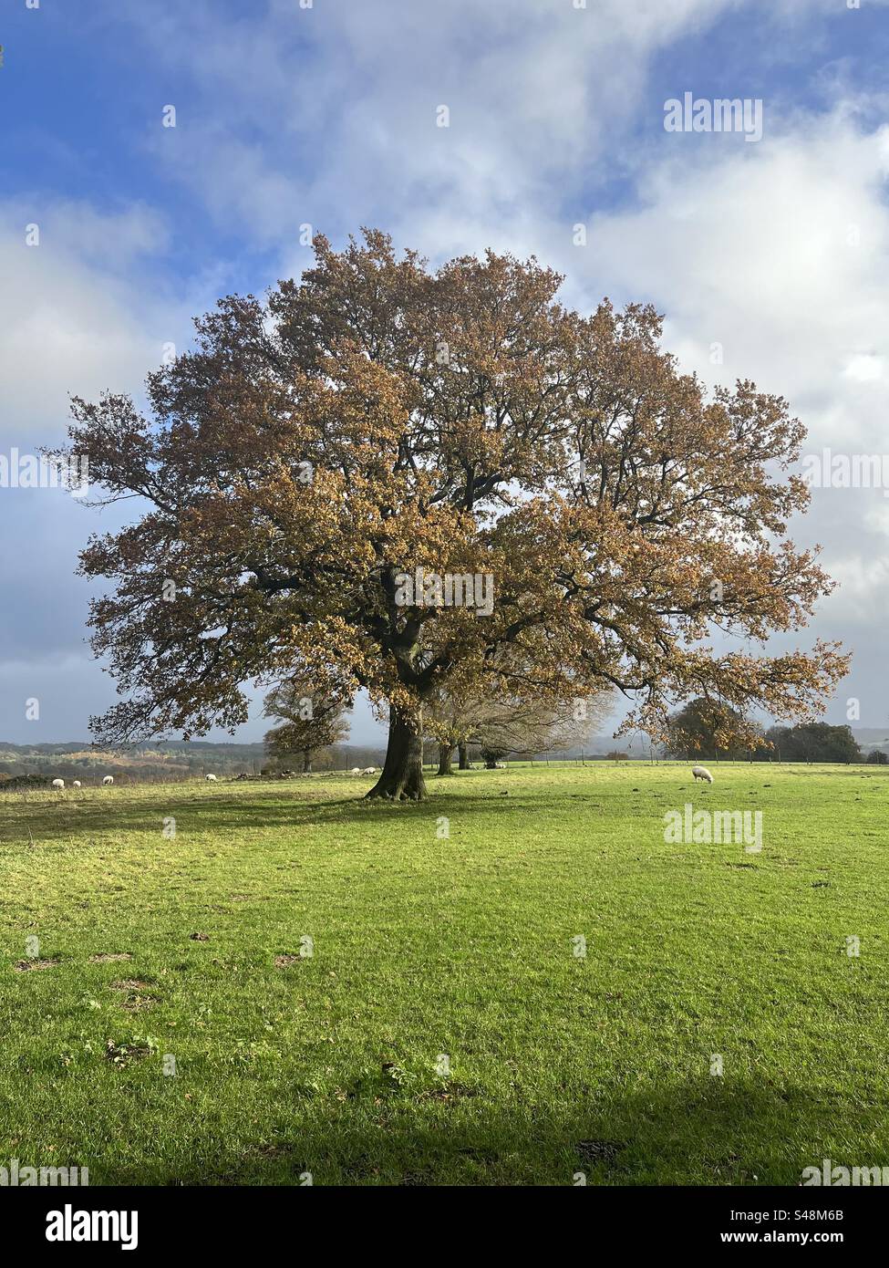 Oak tree field hi-res stock photography and images - Alamy