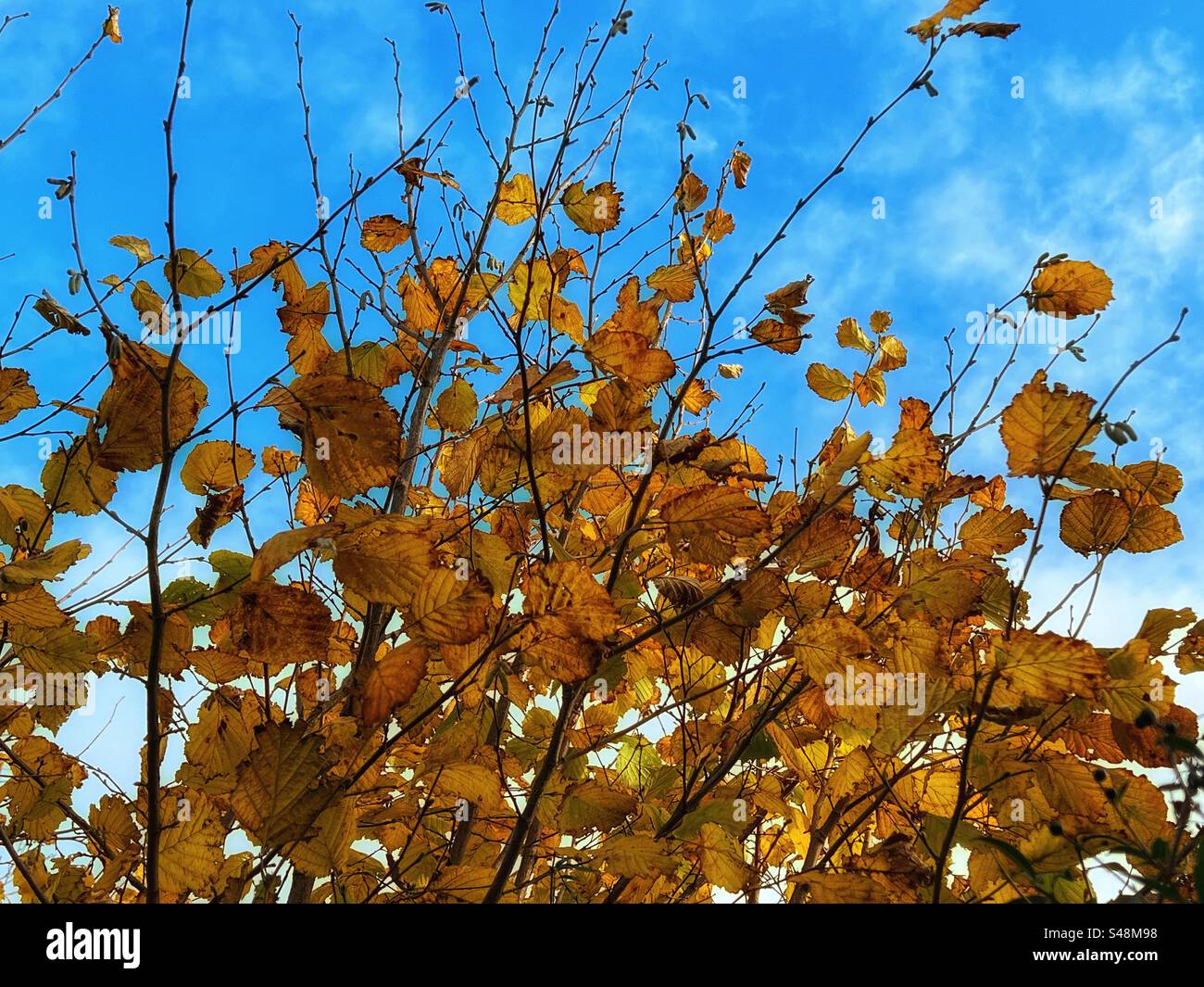 Golden hazel leaves hi-res stock photography and images - Alamy