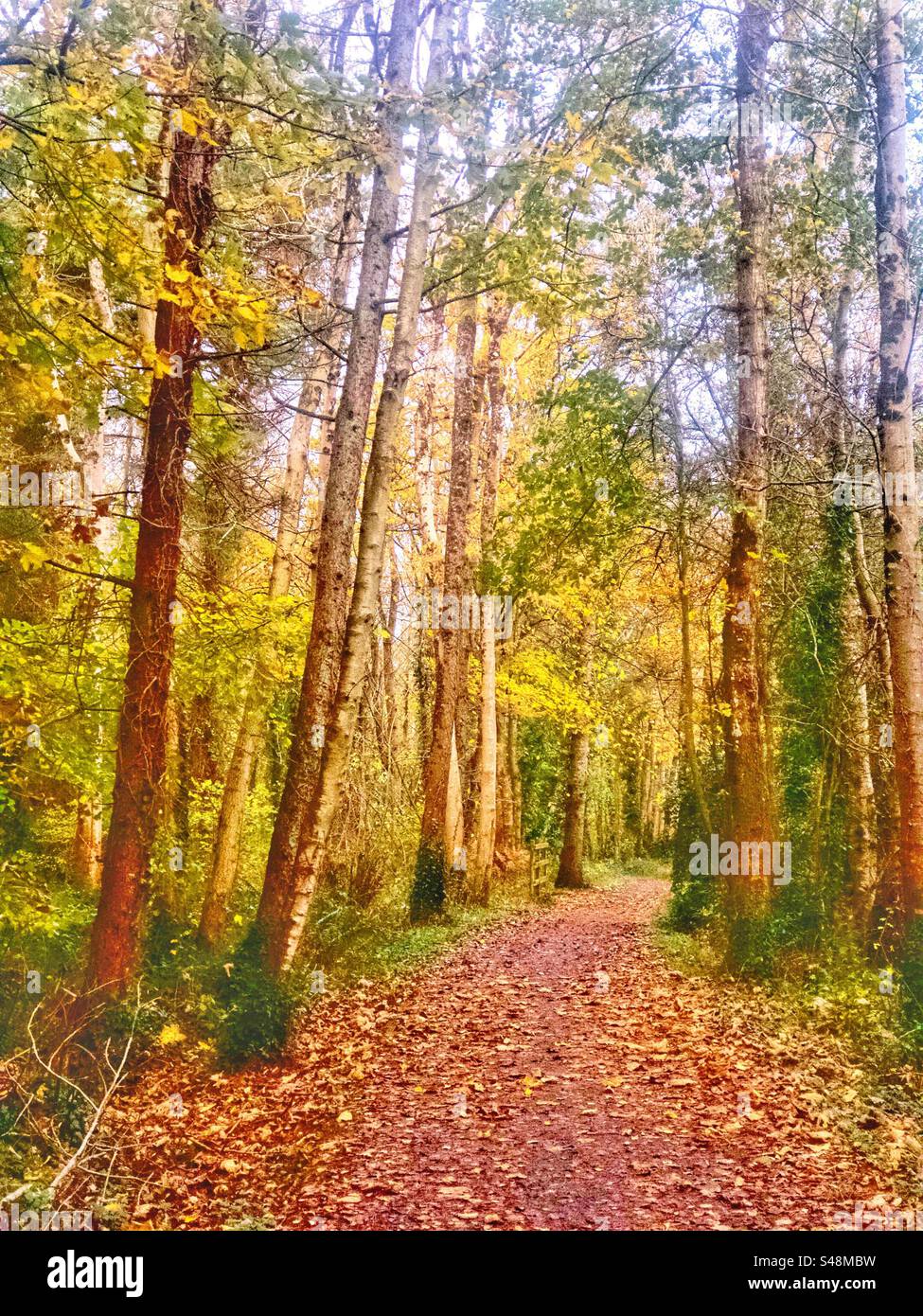 Avenue of trees birch.Cycle path Notth Wales UK Stock Photo - Alamy