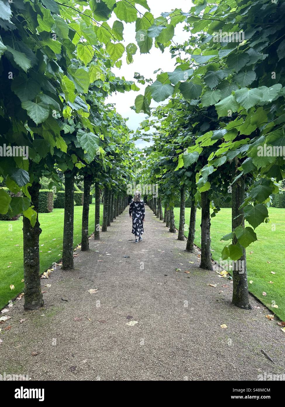 Walking trees hi-res stock photography and images - Alamy