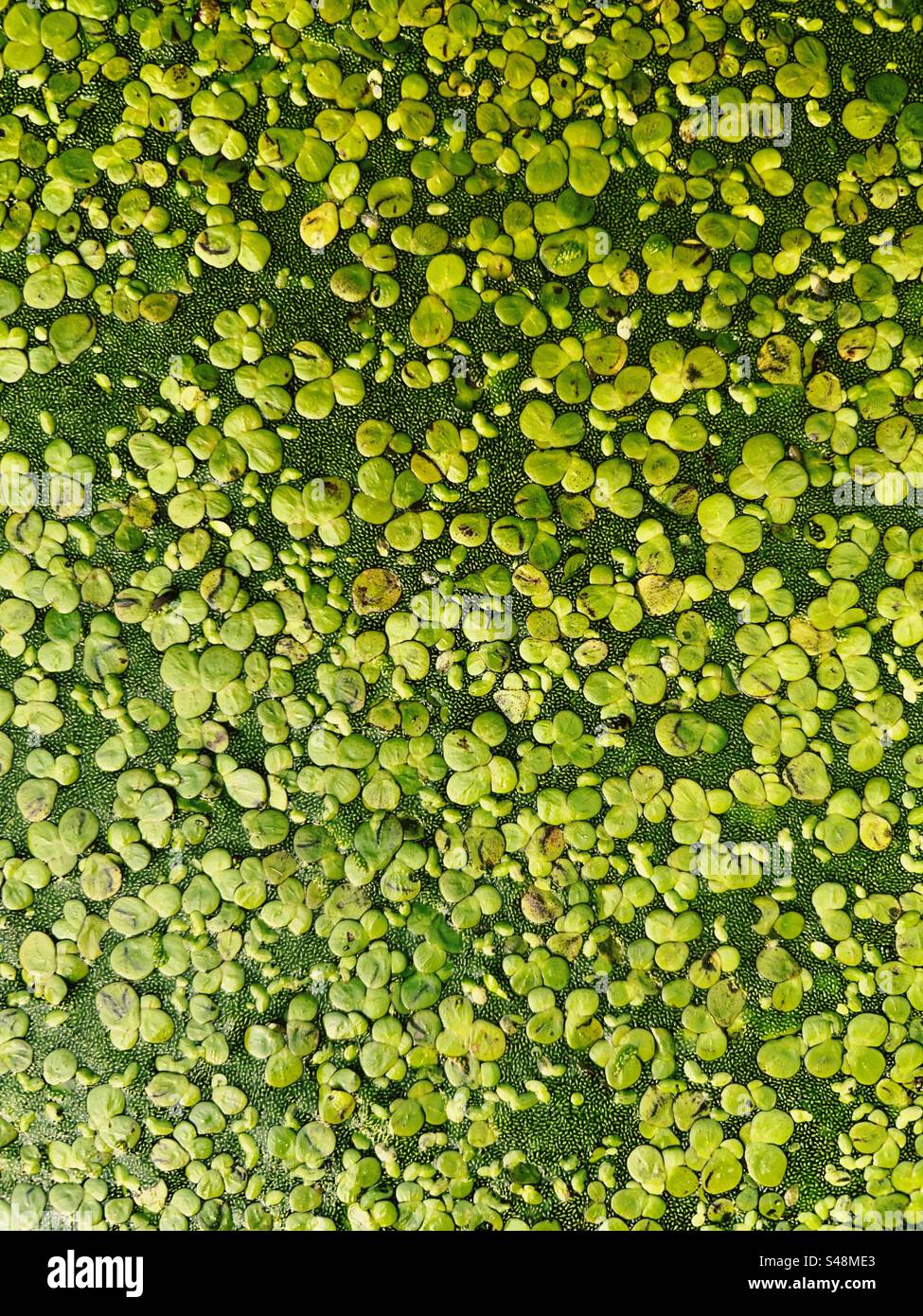 Algae, which is an important source of nourishment for birds, growing ...