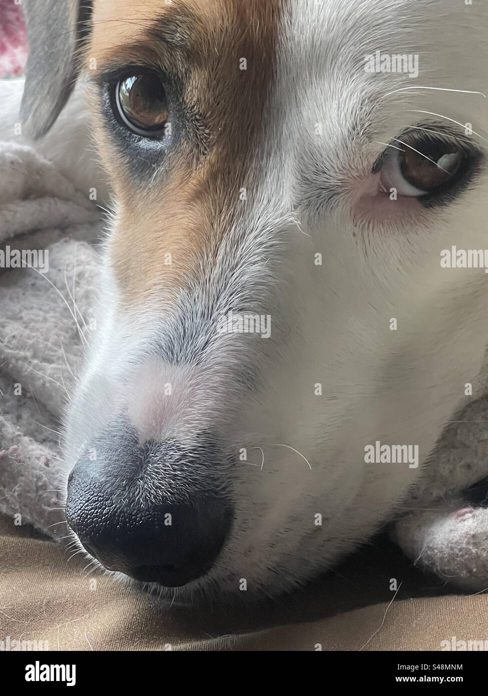 Dog eyebrows hi-res stock photography and images - Alamy