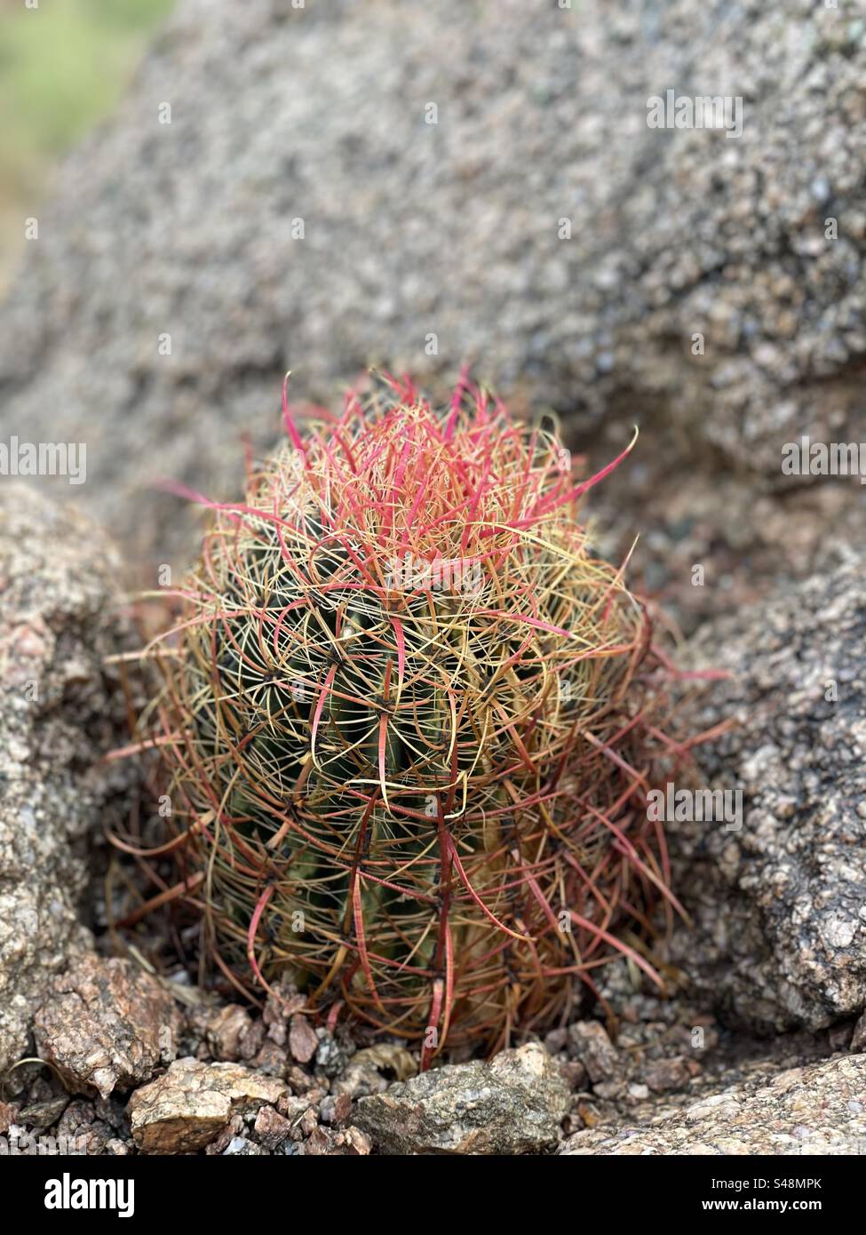 Barrel cactus, granite, vibrant from fall rains, Cholla trail ...