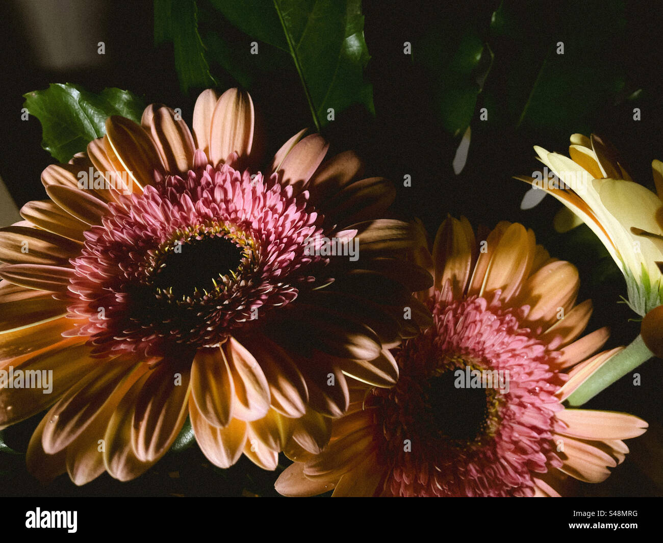 High contrast flower hi-res stock photography and images - Alamy