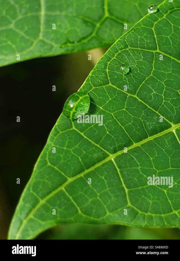 The nature of life Stock Photo - Alamy