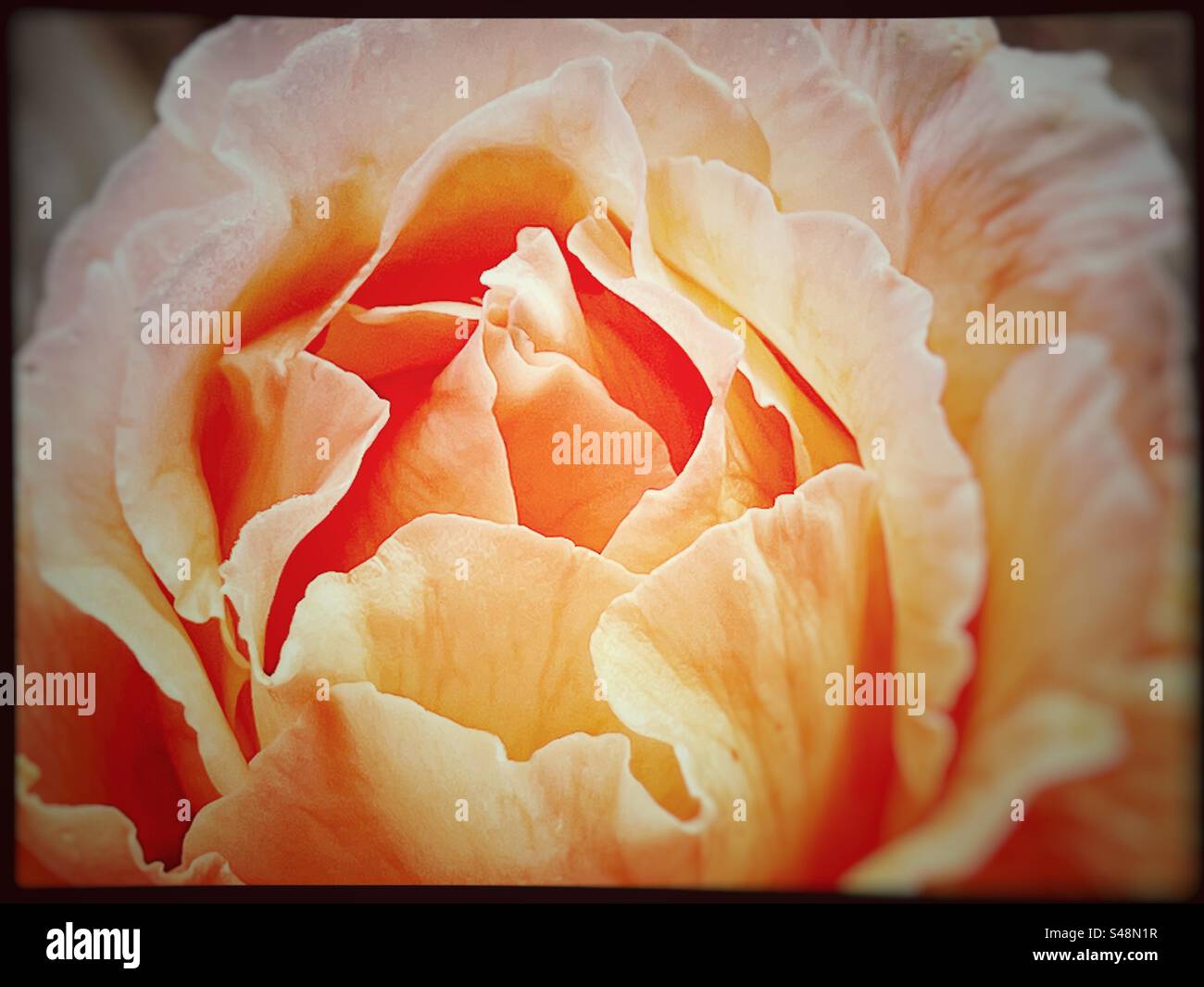 Faded yellow rose hi-res stock photography and images - Alamy