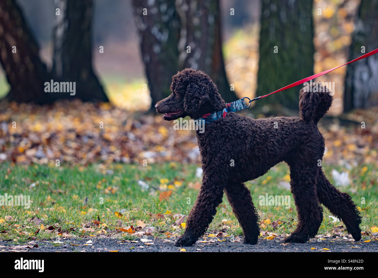 Poodle in leaves hi-res stock photography and images - Alamy