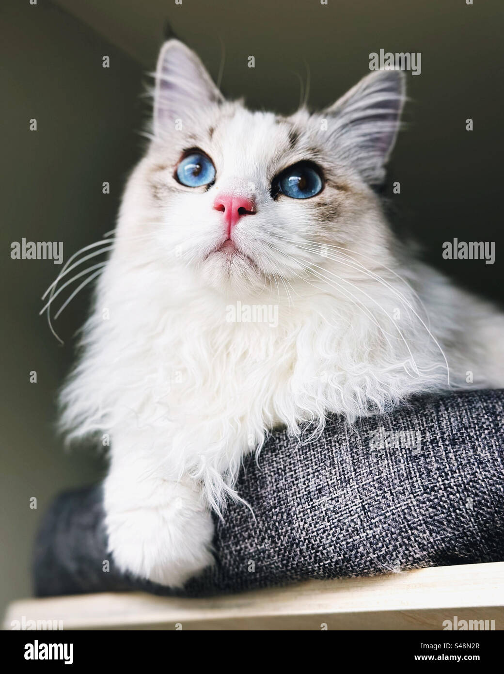 Beautiful ragdoll hi-res stock photography and images - Alamy