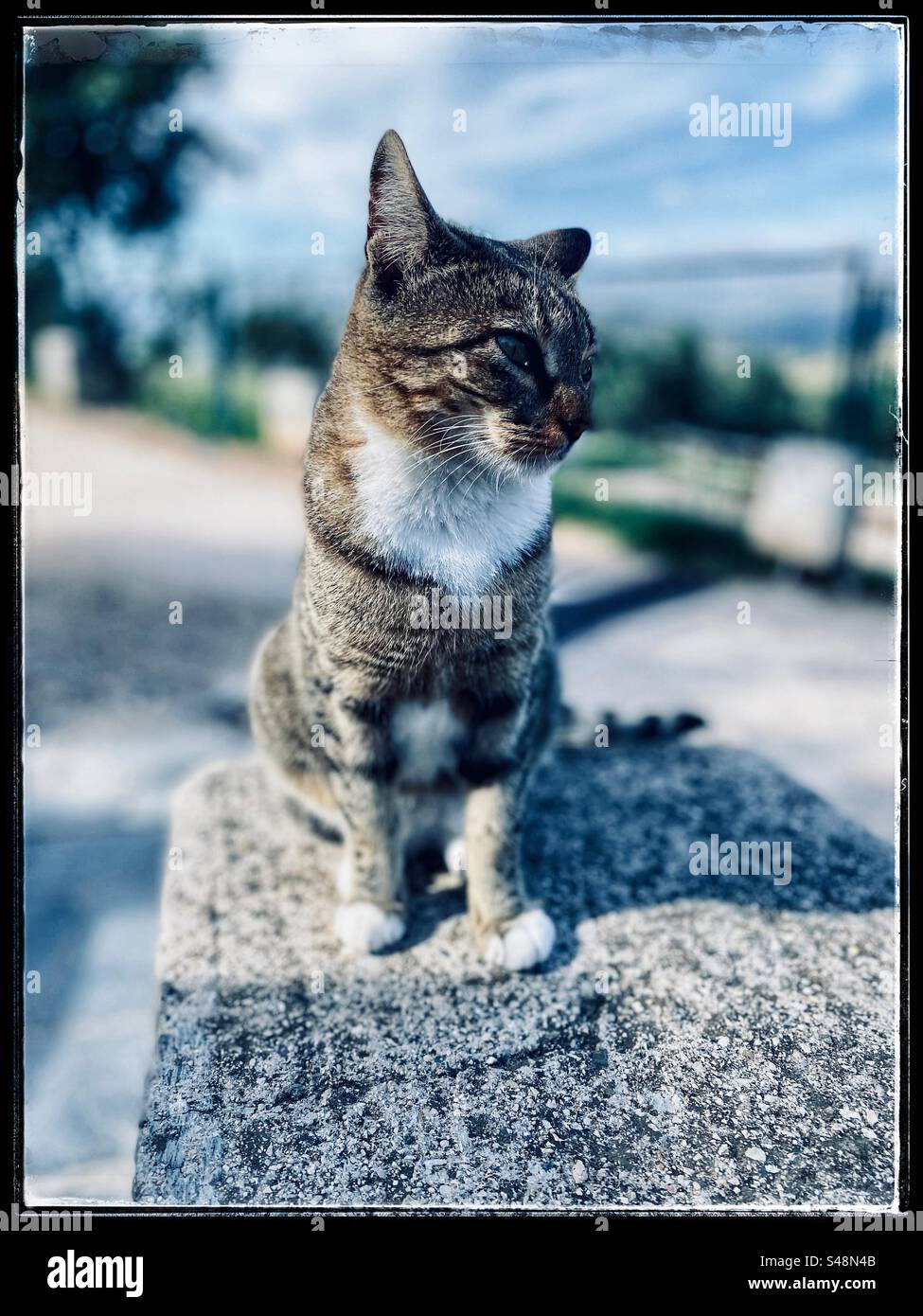 Alert cat hi-res stock photography and images - Alamy