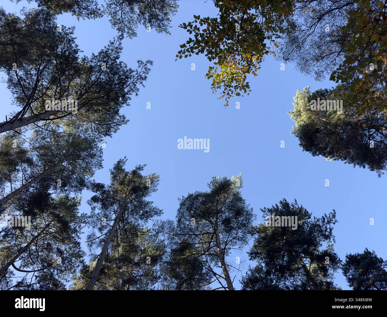 Sunny canopy leaves hi-res stock photography and images - Alamy