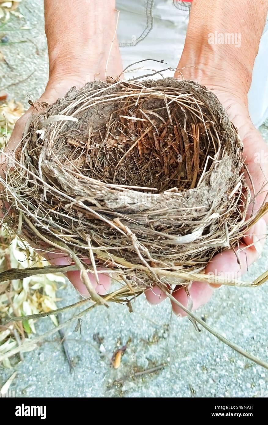 Hands holding empty nest Stock Photo - Alamy