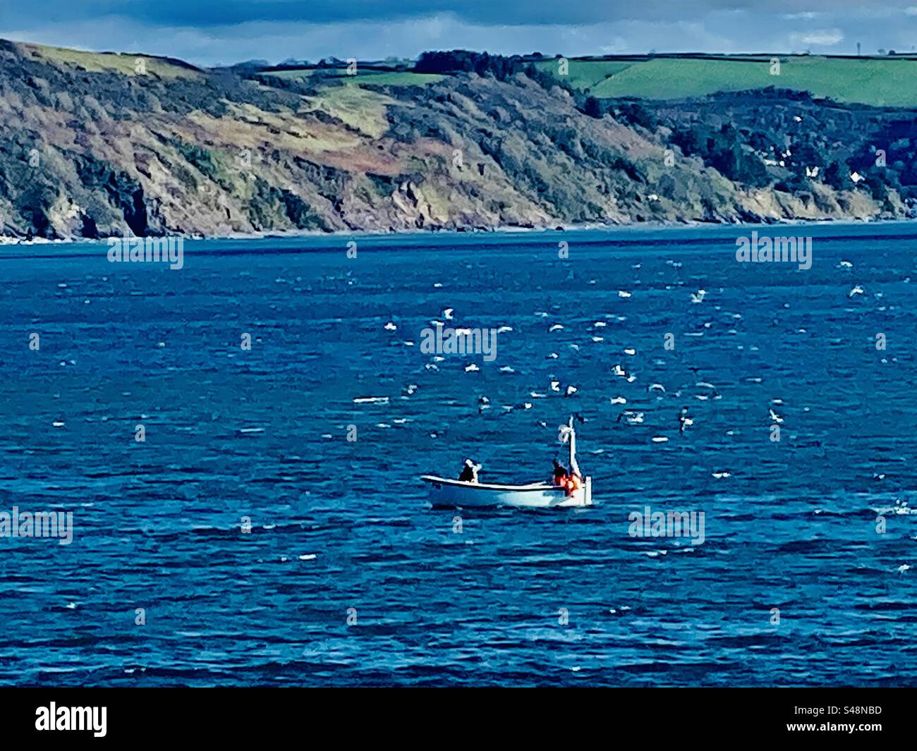 Cornwall fishing boat followed by seagulls coming into harbour Stock ...