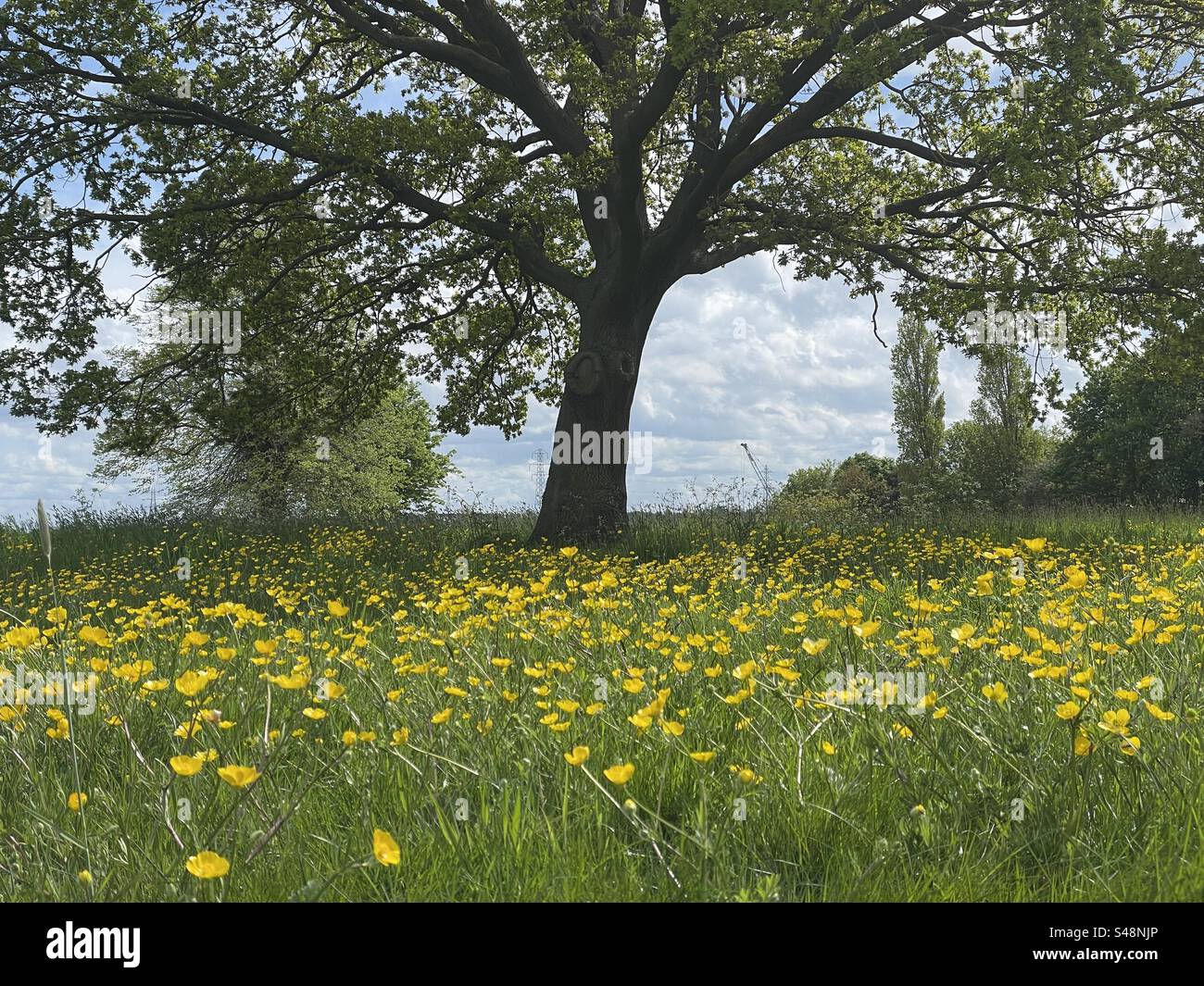 Summers walk hi-res stock photography and images - Alamy