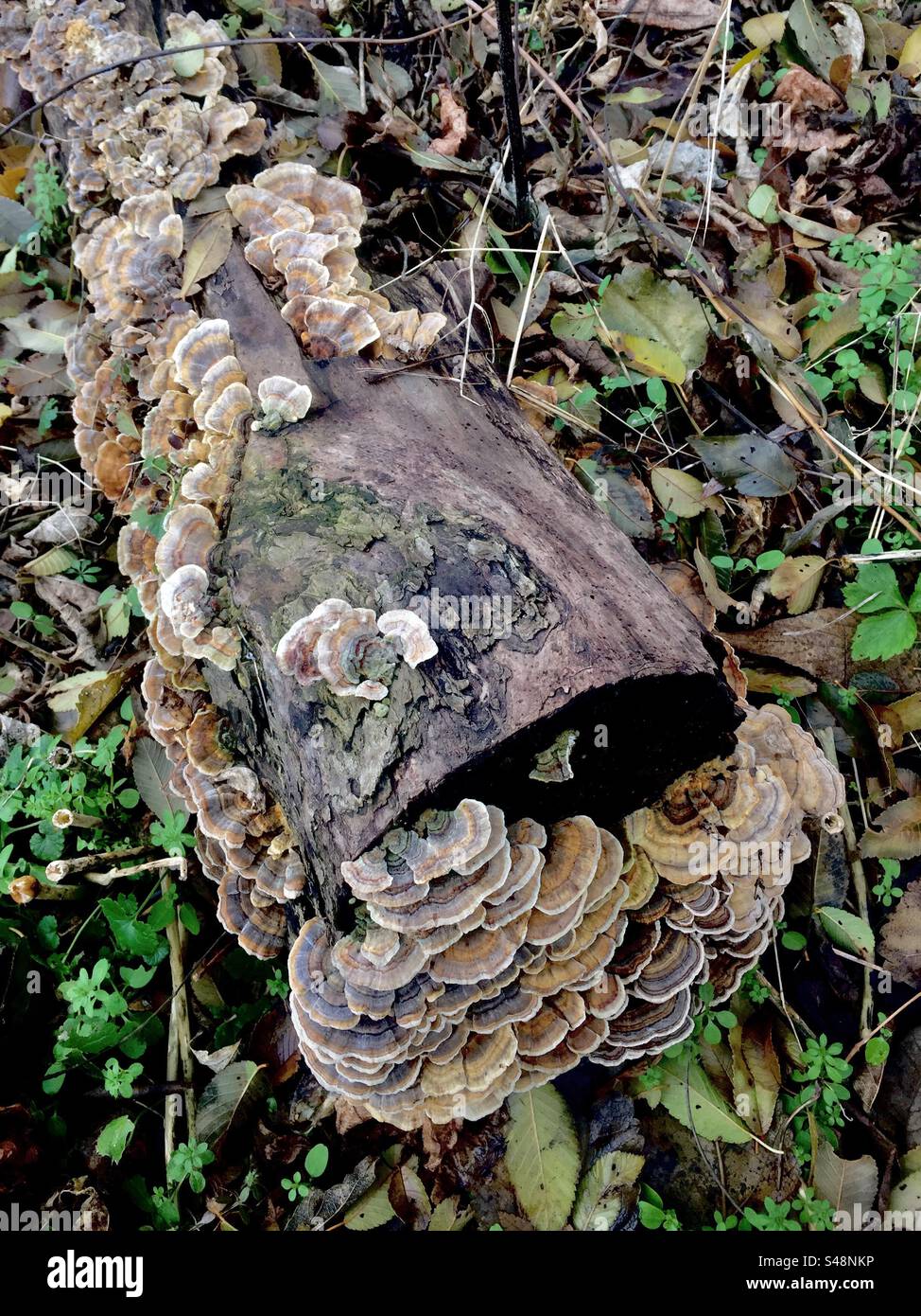Fungi growing on dead tree trunk lying on the ground. Nature unassisted ...
