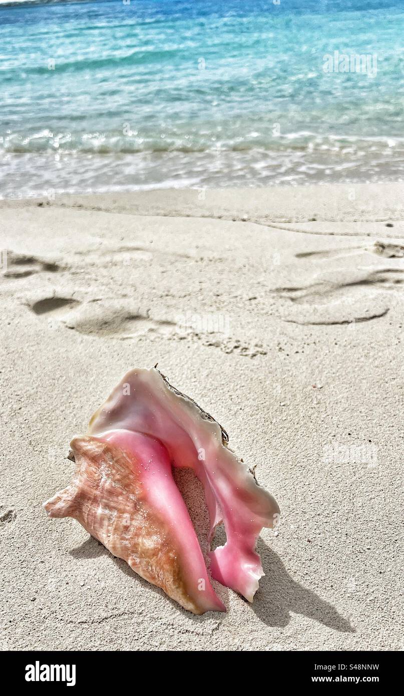 Old Conch Shell on a beach Stock Photo - Alamy