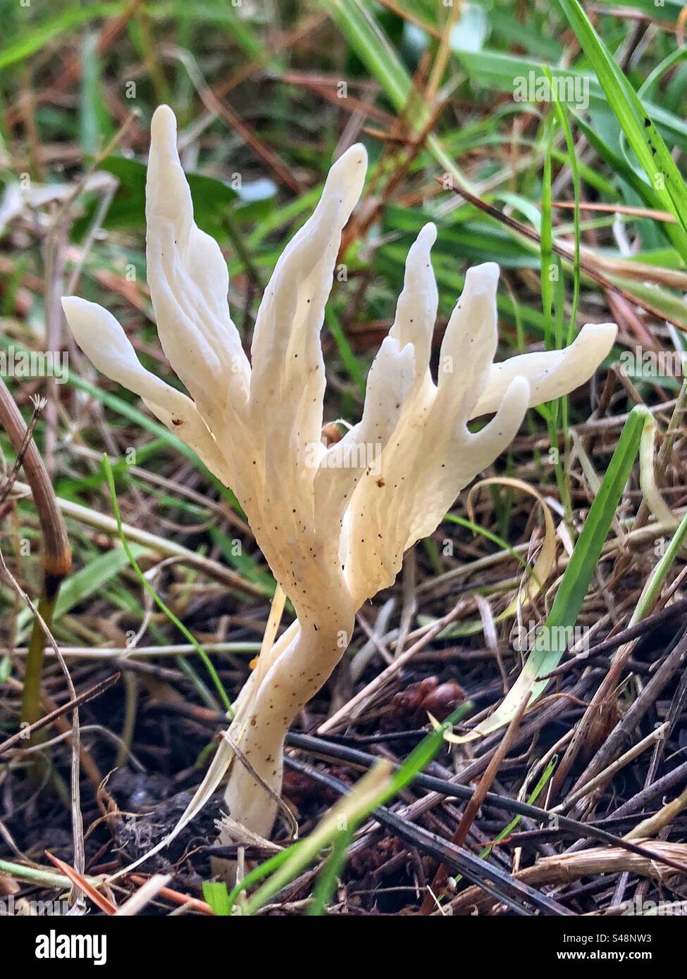 White Coral Fungus growing at Lakeside Country Park Eastleigh Hampshire ...