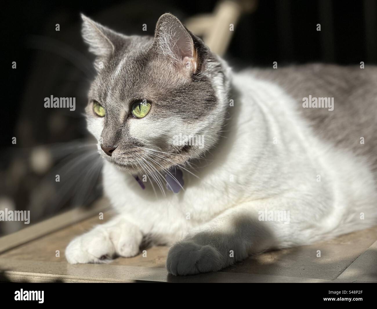 Hemingway cat hi-res stock photography and images - Alamy