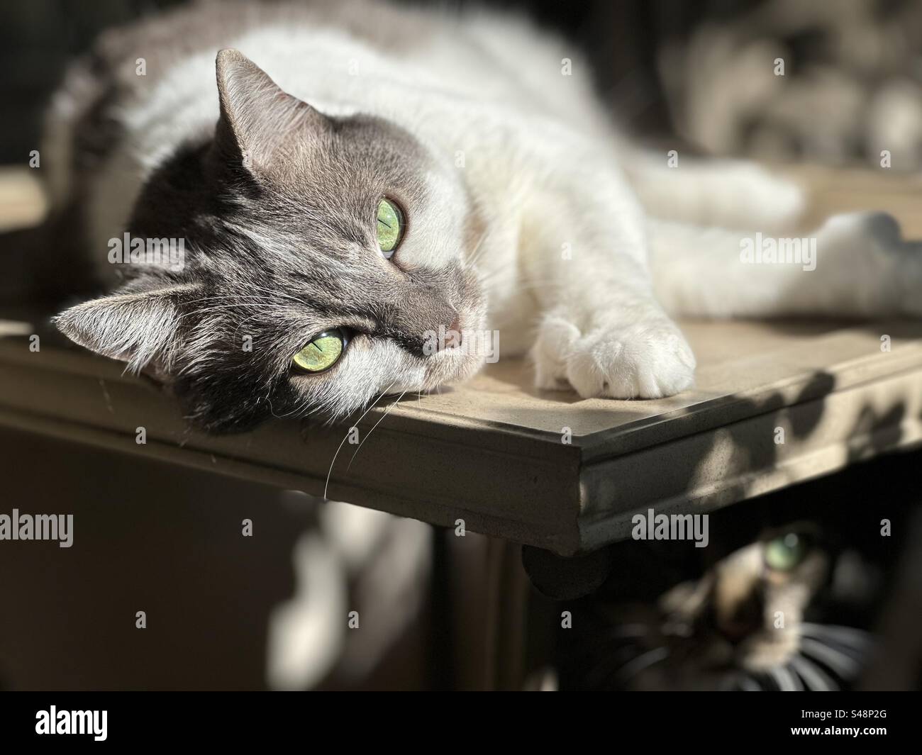 Hemingway cat hi-res stock photography and images - Alamy