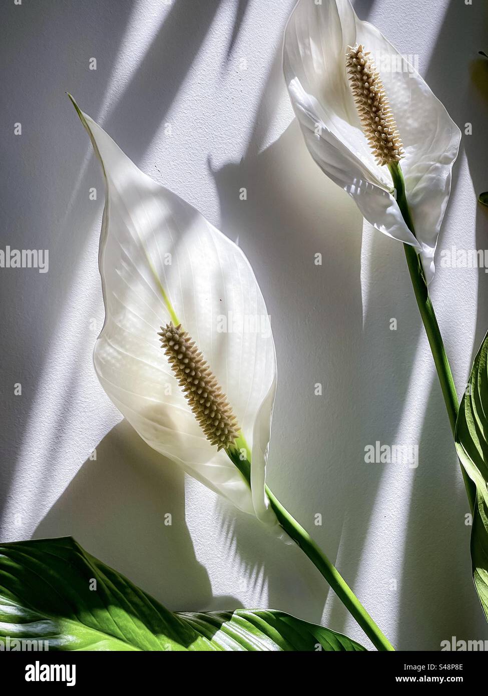 Close-up of two peace lily/Spathiphyllum flowers on shadow patterned ...