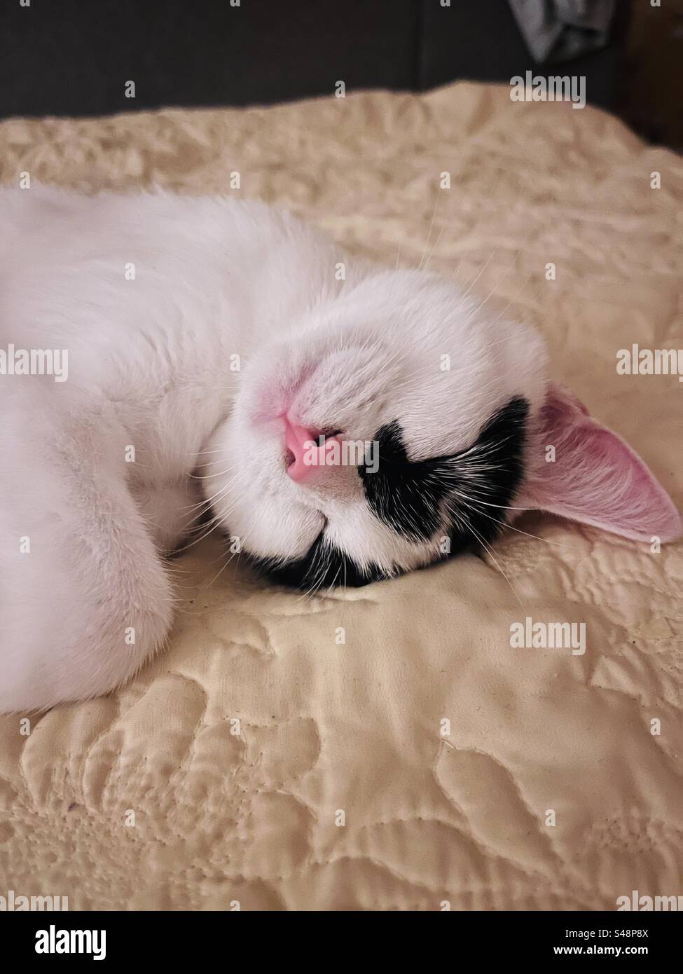 Luna the cat hi-res stock photography and images - Alamy