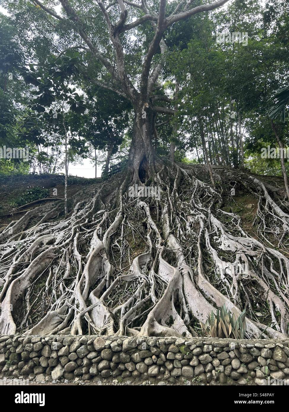 100 years old tree hi-res stock photography and images - Alamy