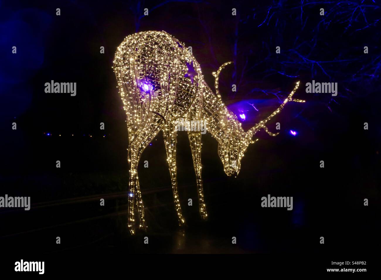 Zoo lights hi-res stock photography and images - Alamy