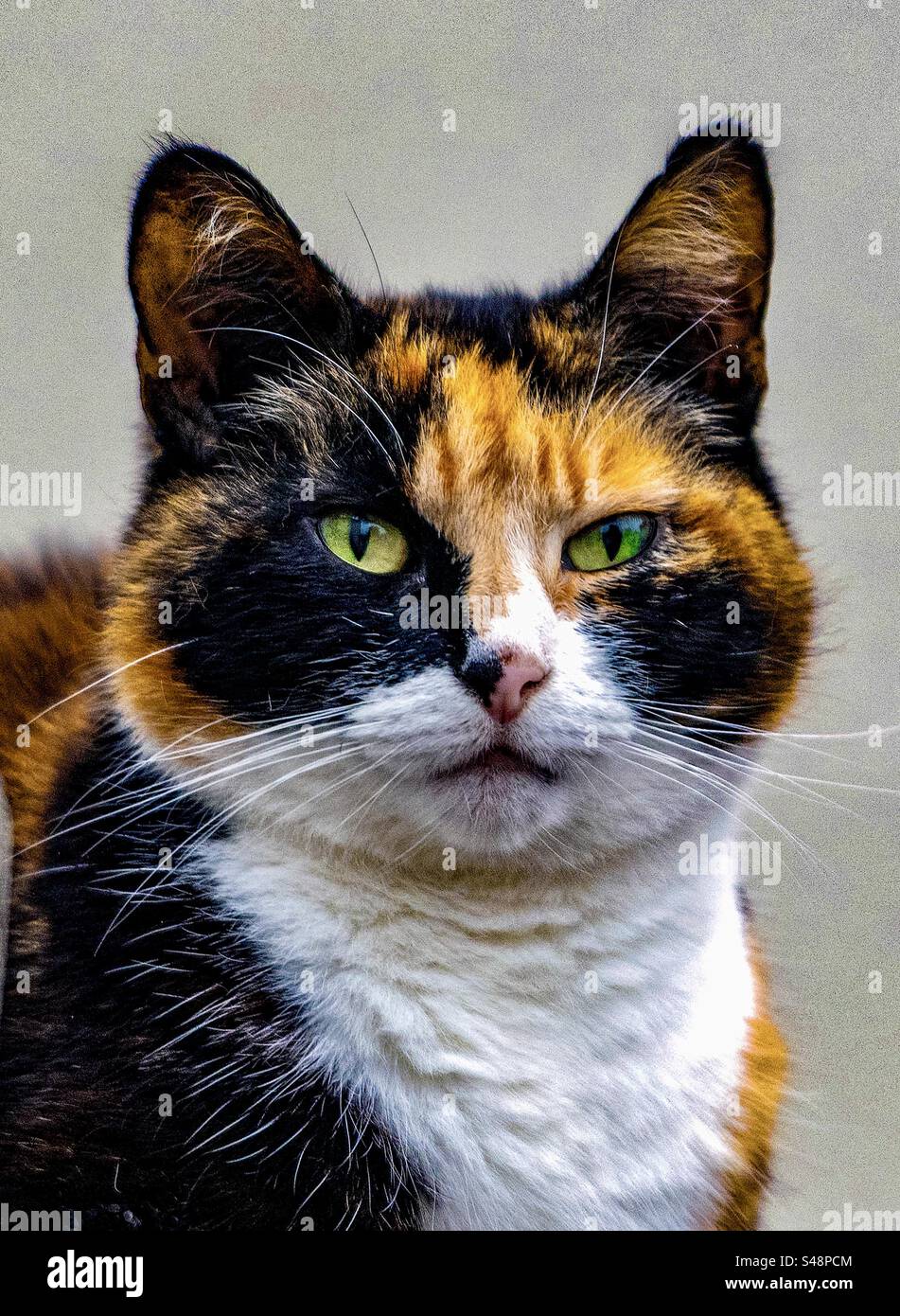 Cat portraits hi-res stock photography and images - Alamy