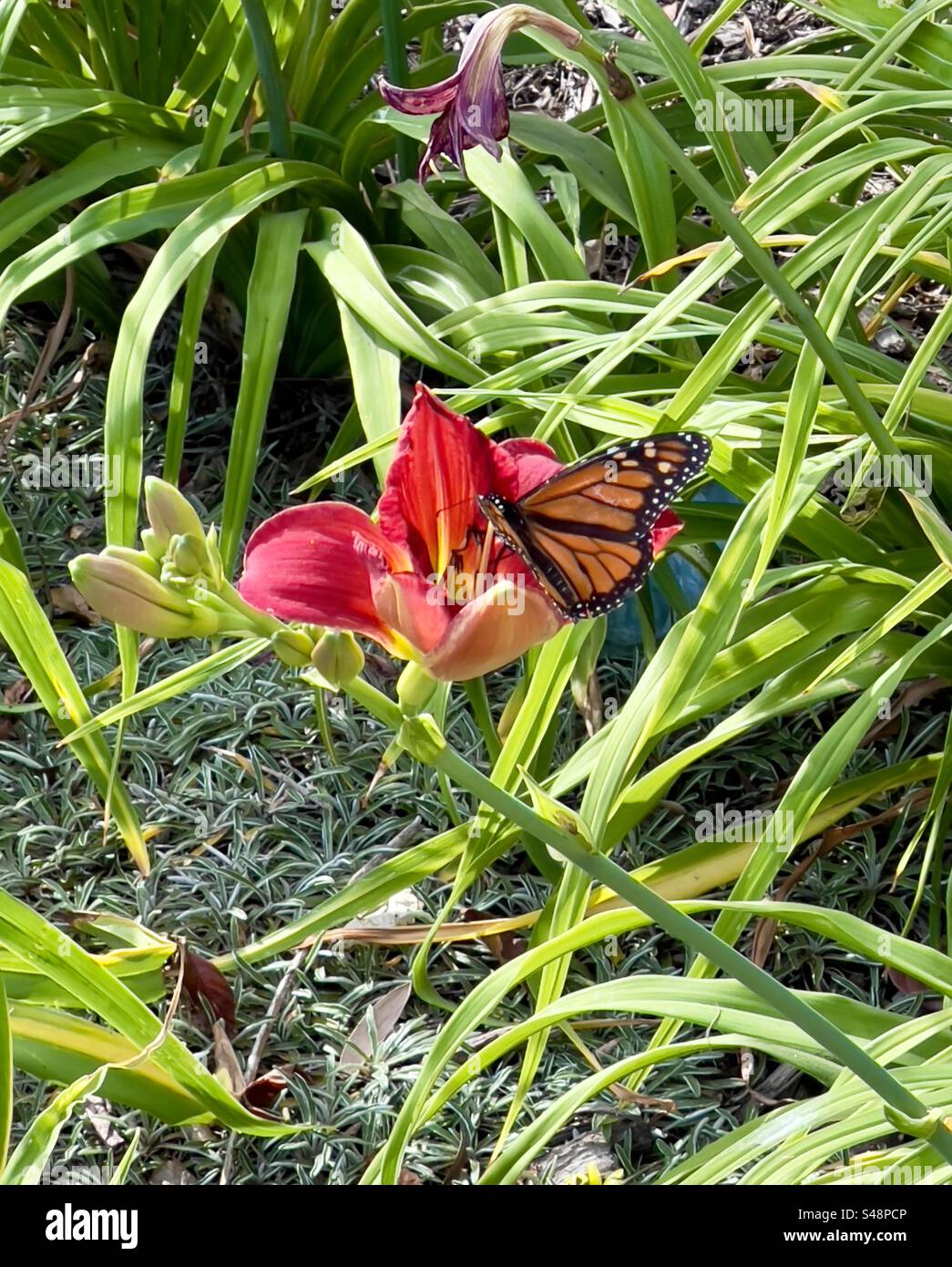 Monarch butterfly on day lily hi-res stock photography and images - Alamy