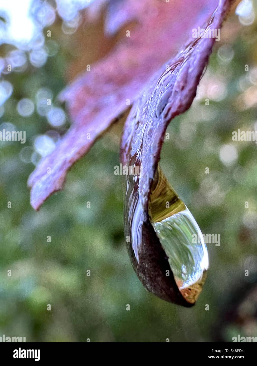 A raindrop hanging on a autumn leave. Beautiful reflection in the raindrop Stock Photo - Alamy