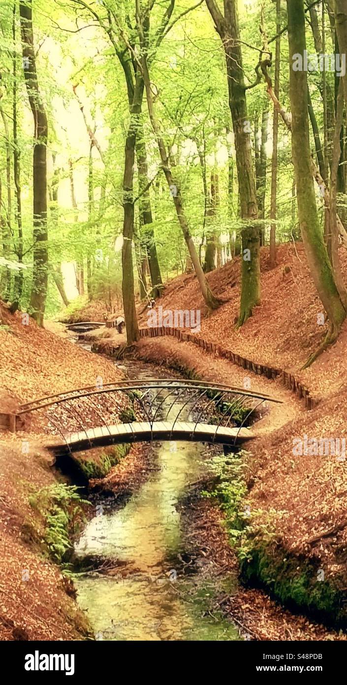 Beautiful picture of the woods in Rheden, the Netherlands. A magical ...