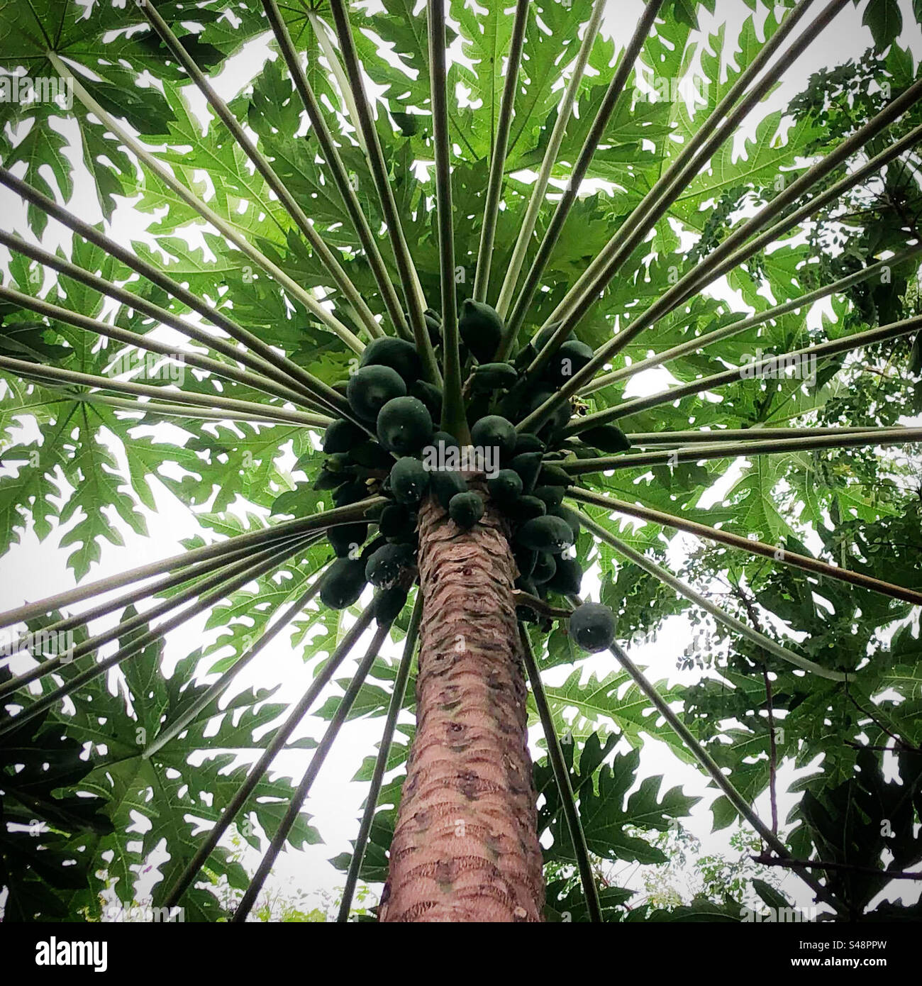 Papaya tree photo hi-res stock photography and images - Alamy