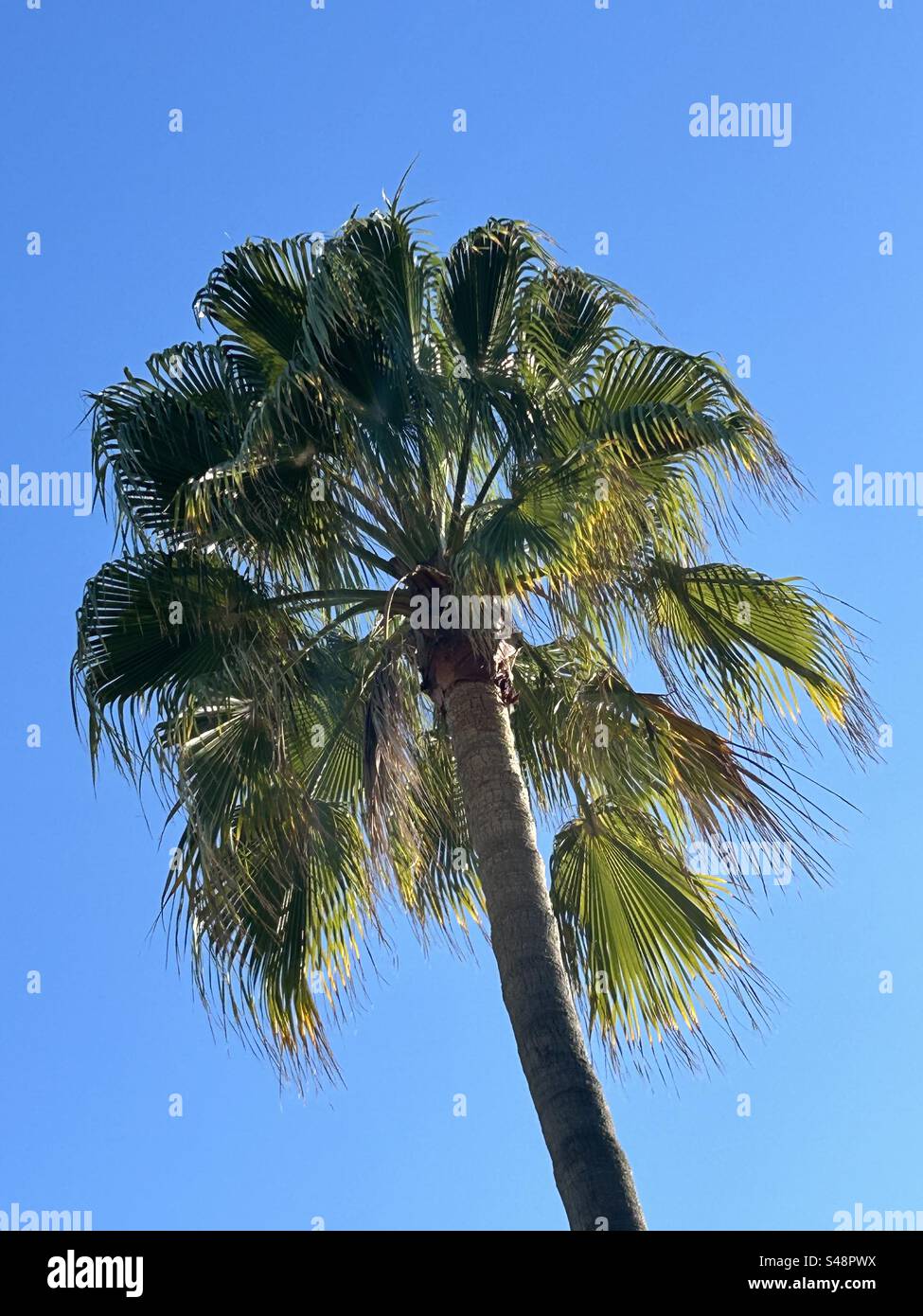 Palm tree in spain hi-res stock photography and images - Alamy