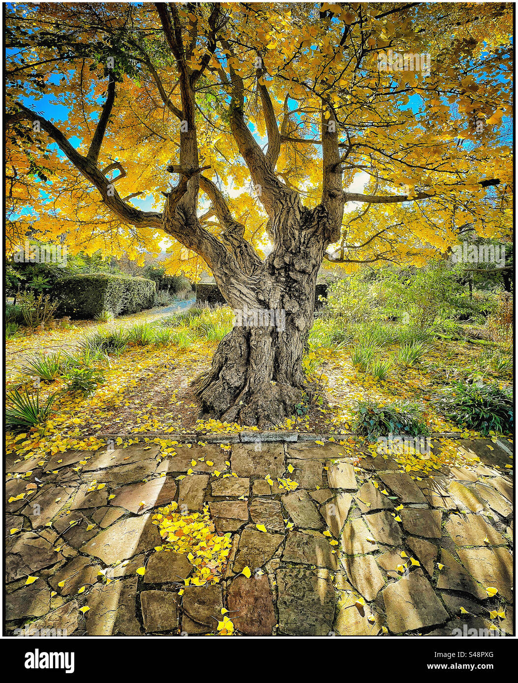 Tree landscape with leaves hi-res stock photography and images - Alamy