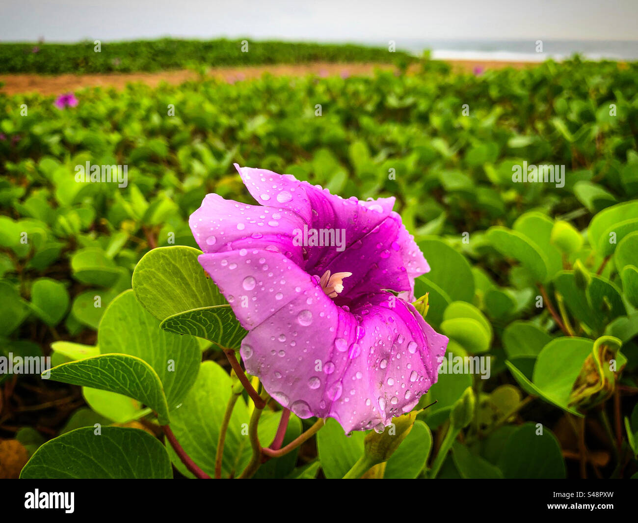 Beach Flower grow on beach sand Stock Photo - Alamy