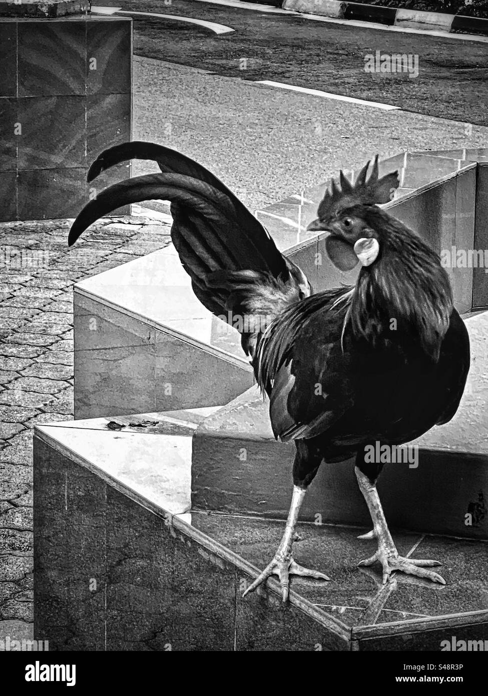 A rooster in a city Stock Photo - Alamy